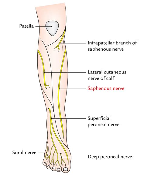 Saphenous Nerve Course Abba Humananatomy