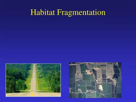 Ppt Habitat Fragmentation Powerpoint Presentation Free Download Id