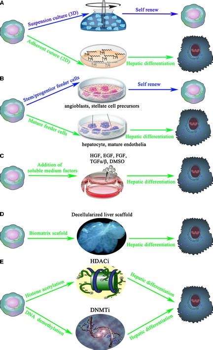 The Inductive Strategies Of Hepatic Differentiation From Liver Download Scientific Diagram