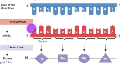 L10 W5 How Does The Sequence Of Nucleotides In The Rna Determine The