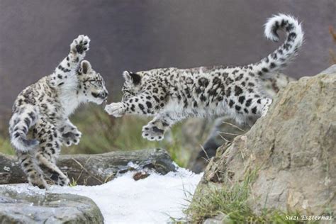 Snow Leopard Adaptations Habitat Behavior And Conservation