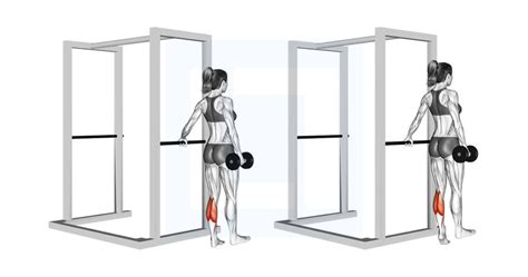 Dumbbell Seated Calf Raise Guide Benefits And Form