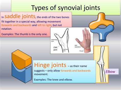 Ppt Joints And Their Classifications Powerpoint Presentation Free