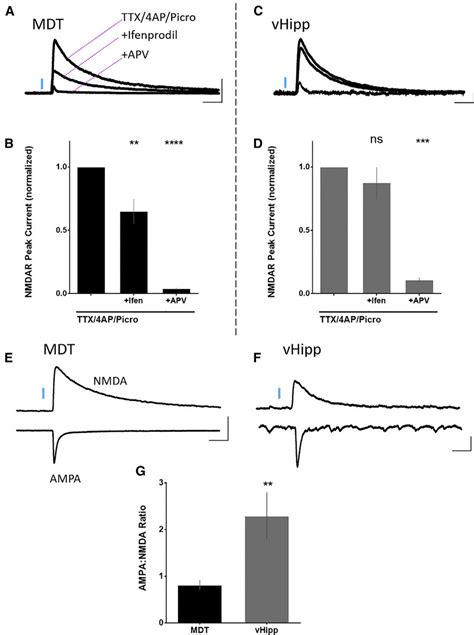 Glun2b Contributes Strongly To Synaptic Current At Mdt Mpfc Synapses Download Scientific