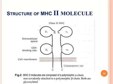 Major Histocompatibility Complex Pptx