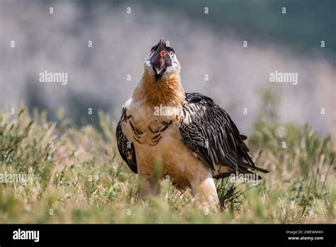 Bearded Vulture Gypaetus Barbatus Eating A Bone On The Ground