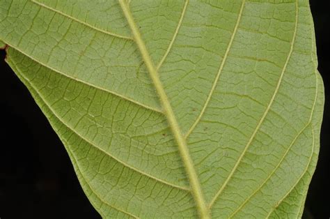 Chisocheton Plant4 Meliaceae