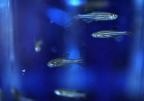 Zebra Fish Zebrafish Are The New Lab Rats Whyy