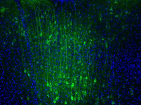 Mapping Neural Circuits In Real Time