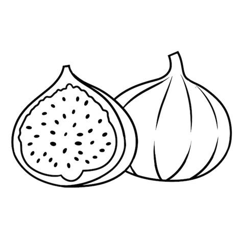 Premium Vector Hand Drawn Fig Coloring Book Illustration