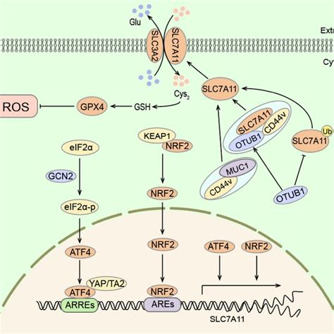 Slc7a11 Regulation By Inhibitors Usp7 Represses Slc7a11 Transcription