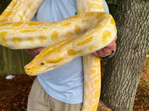 My New Adult Albino Burmese Python R Sneks
