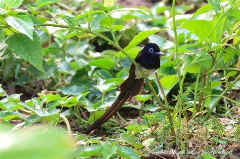 សត្វស្លាបមួយប្រភេទនេះ វាធ្វើចំណាកស្រុកពីប្រទេសជប៉ុន មករស់នៅប្រទេសកម្ពុជា Cnc News