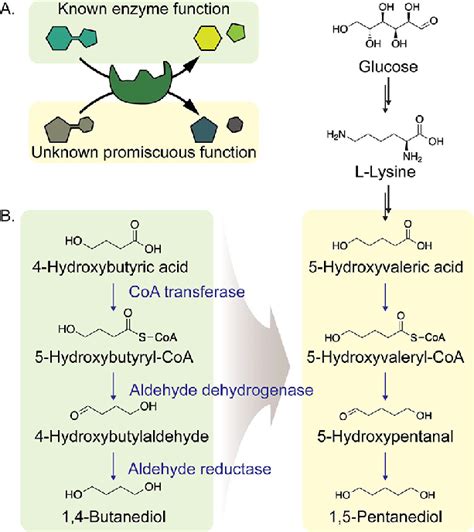 Use Of Promiscuous Enzymes For Constructing Nonnative Created Download Scientific Diagram