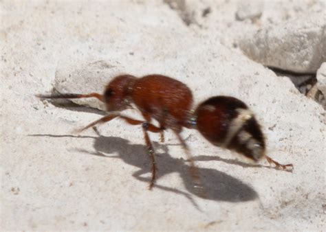 Timulla Oajaca In April 2018 By Tracey Fandre · Inaturalist