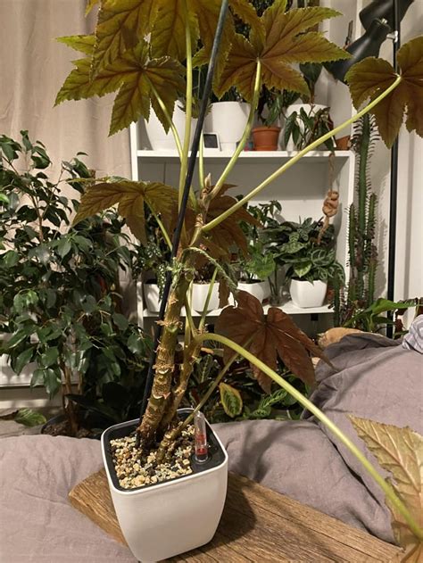Begonia Propagation Rhouseplants