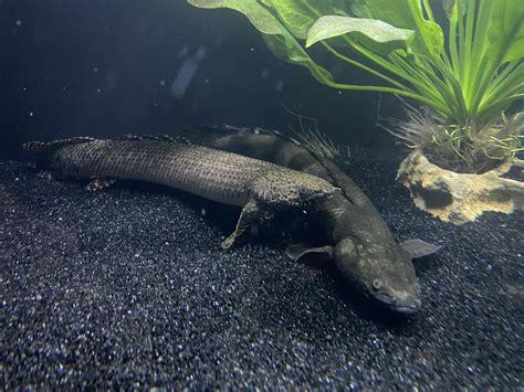 My Polypterus Bichir Collection R Aquariums