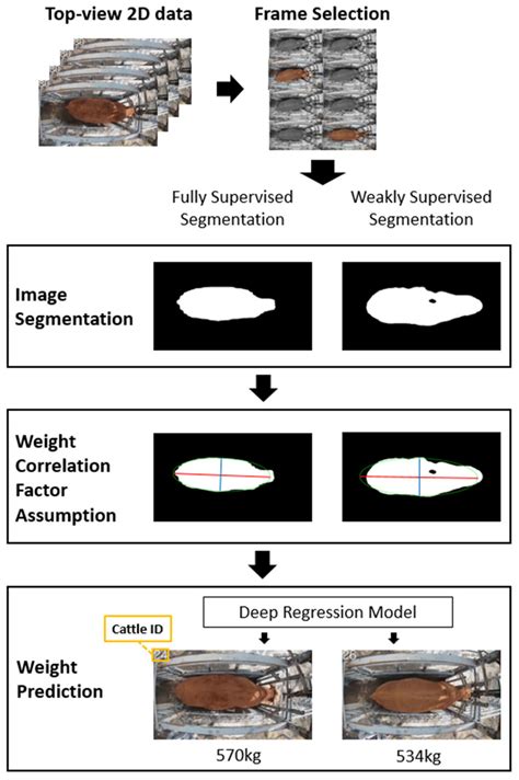 Cattle Weight Estimation Using Fully And Weakly Supervised Segmentation