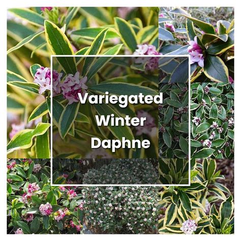 How To Grow Variegated Winter Daphne Plant Care And Tips Norwichgardener