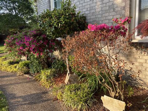 Azalea Bush Dead Rplantclinic