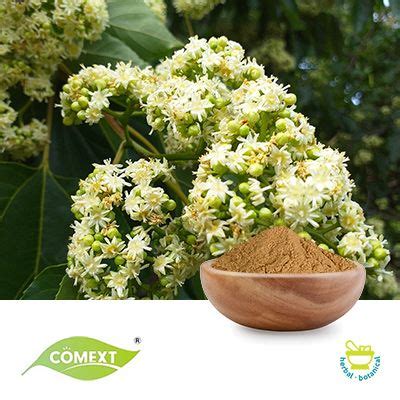 Bulk Hovenia Dulcis Extract Comext Ingredients Online