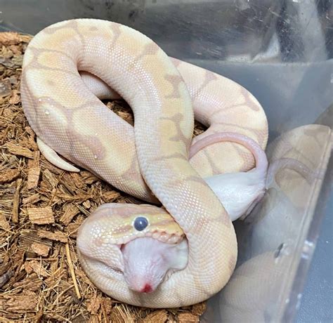 The Science Behind Why Spider Ball Pythons Wobble Whats Really Going