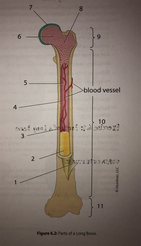 Parts Of A Long Bone Diagram Diagram Quizlet