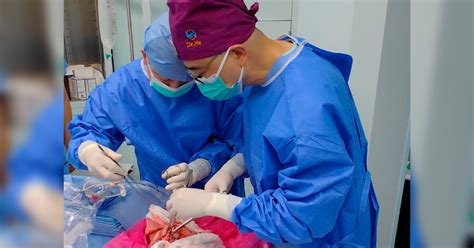 Por Primera Vez Realizaron Un Trasplante De Pulmón De Cerdo En Un