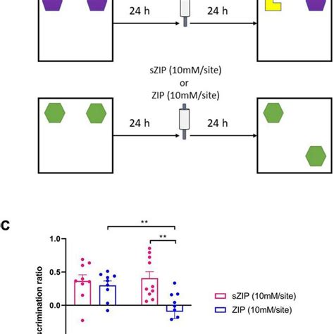 Performance In The Perceptual Oddity Task Is Not Altered By Zip