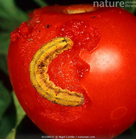 Tomato Fruitworm Eggs At Marilyn Coulter Blog