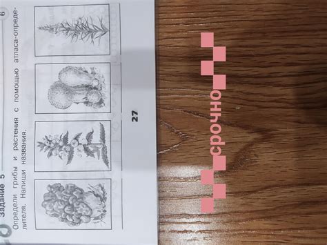Определи грибы и растения с помощью атласа определителя Напиши названияСРОЧНО Школьные Знания Com