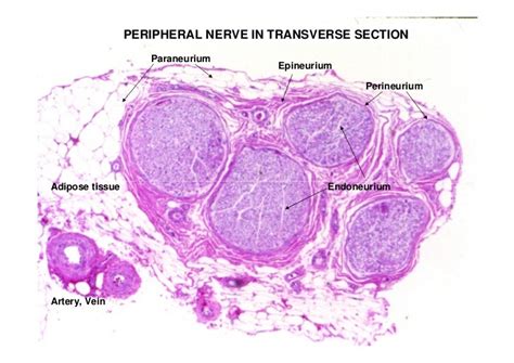 Peripheral Nerve Longitudinal Histology