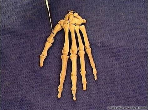 Metacarpal Bones Flashcards Quizlet