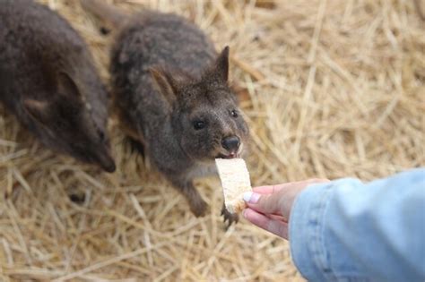 Premium Photo Young Man Feeding