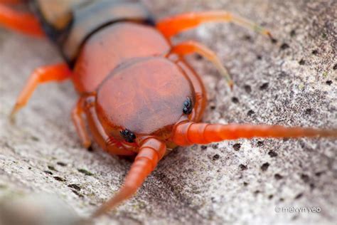 Red Head Centipede By Melvynyeo On Deviantart