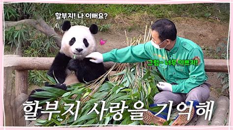 푸바오와 강할부지 송할부지의 그 시절 추억 모음집 Part3💕ㅣ 안녕 할부지” Youtube