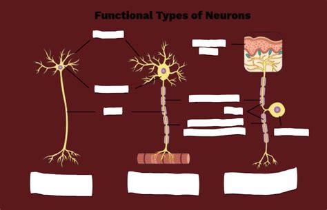 Functional Types Of Neurons Diagram Quizlet