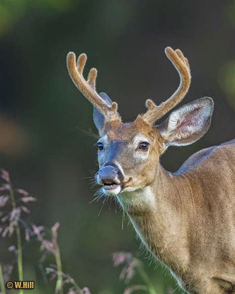 Pennsylvania Wildlife Photographer Whitetail Bucks Shed Velvet