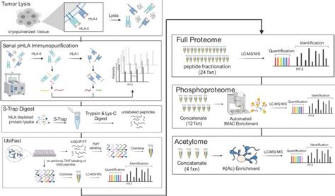 Workflow Enabling Deepscale Immunopeptidome Proteome Ubiquitylome