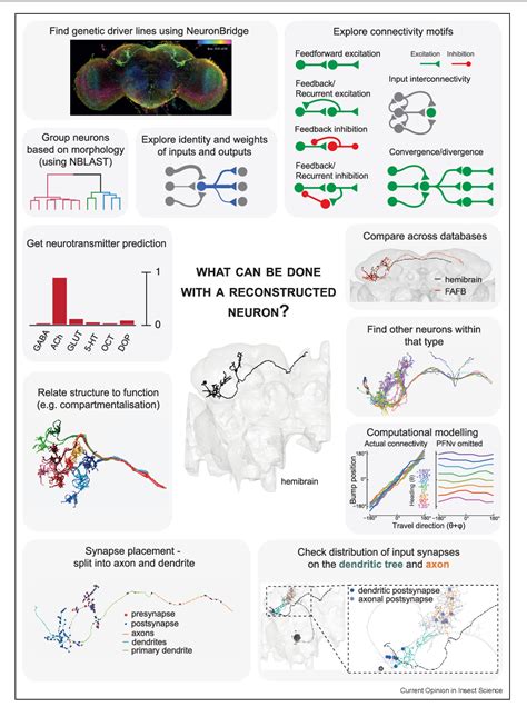 Figure 2 From Connectomics And The Neural Basis Of Behaviour Semantic Scholar