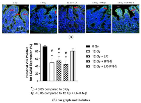 Cancers Free Full Text Release Of Interferon β Ifn β From Probiotic Limosilactobacillus