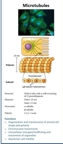Lecture Cytoskeleton And Movement Flashcards Quizlet