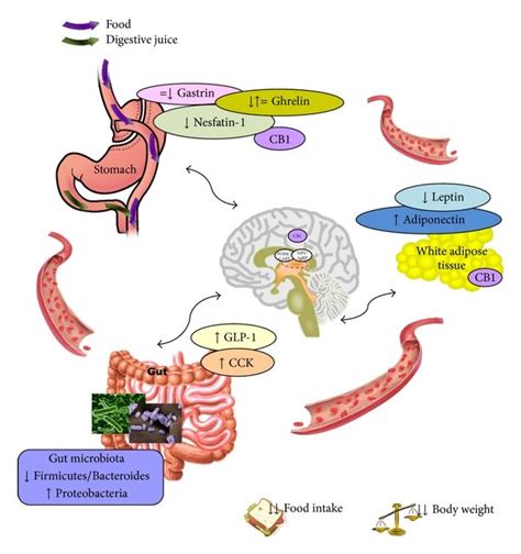 The Figure Represents The Major Organs Involved In The Modulation Of