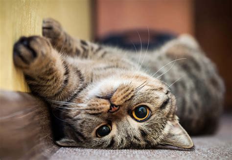 Really Cute Cats