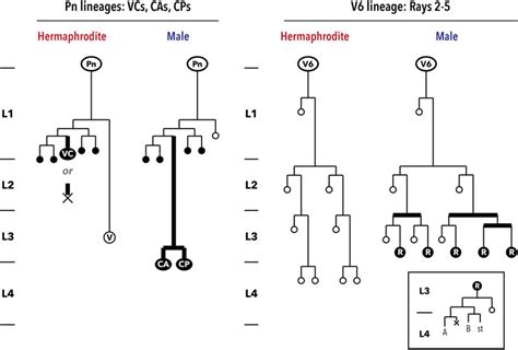 Development Of Sexspecific Neurons Lineage Alterations Left The Pn A