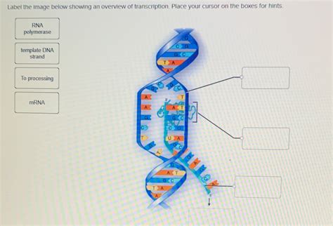 Solved Label The Image Label The Image Below Showing An Overview Of Course Hero