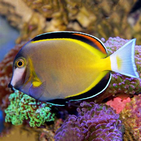 Achilles Tang Acanthurus Achilles Artofit