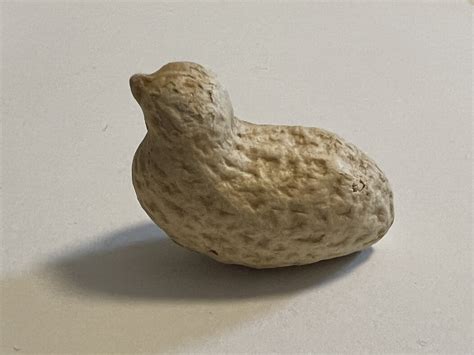 幾度となく食べてきた落花生完璧な鳥の形の落花生に出会う 話題の画像プラス