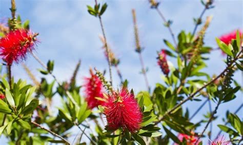 Fırça Çalısı Çiçeği Çoğaltılması Ve Özellikleri Ali Botanik