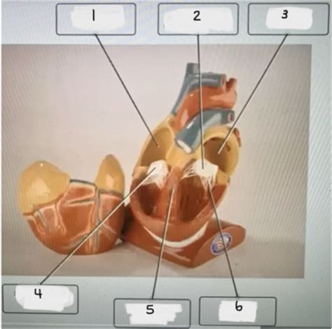 BIO Lab Practical Practice Flashcards Quizlet